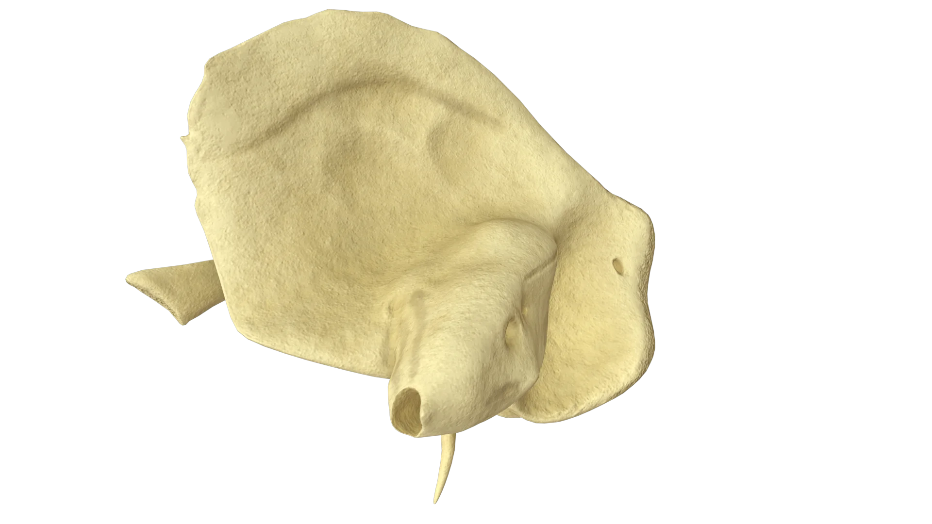 3D Anatomy Model of Sphenoidal Bone | VOKA